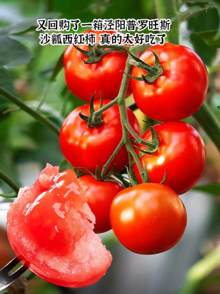 什么时候吃西红柿最好_空腹吃西红柿好吗-第3张图片-山城妙识