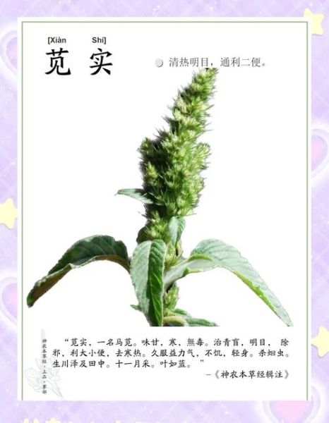 苋怎么读_苋字拼音是什么-第2张图片-山城妙识