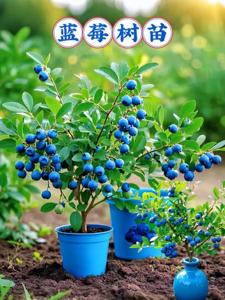 蓝莓种植一亩需要多少钱_蓝莓种植成本明细-第1张图片-山城妙识 蓝莓种植一亩需要多少钱_蓝莓种植成本明细-第1张图片-山城妙识