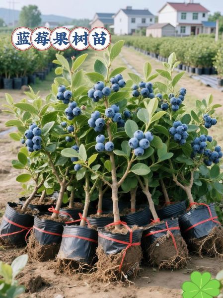 蓝莓种植一亩需要多少钱_蓝莓种植成本明细-第2张图片-山城妙识 蓝莓种植一亩需要多少钱_蓝莓种植成本明细-第2张图片-山城妙识