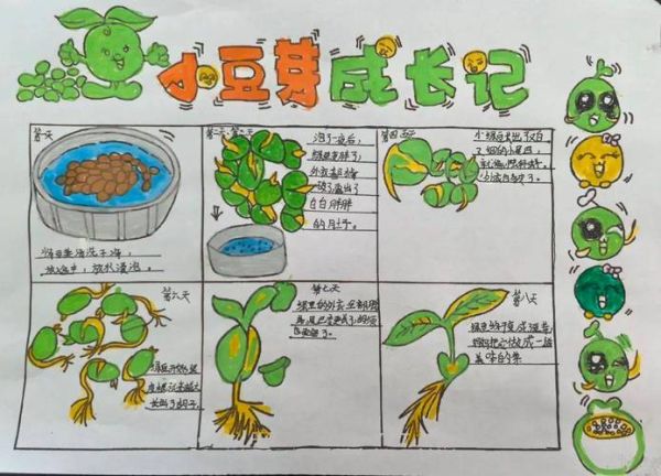 绿豆怎么发芽_绿豆发芽过程七天记录-第3张图片-山城妙识