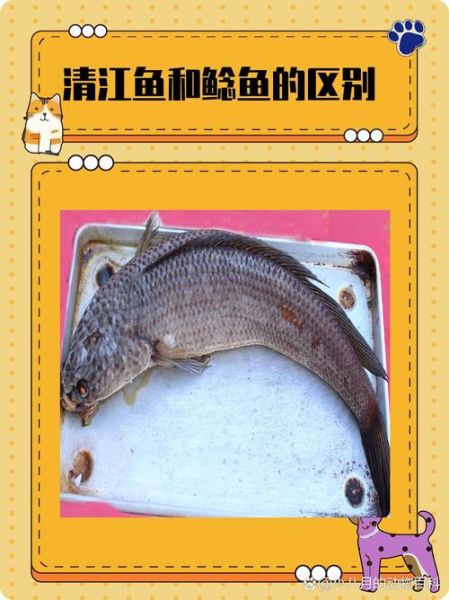 鮰鱼和清江鱼哪个好吃_鮰鱼清江鱼口感区别-第2张图片-山城妙识