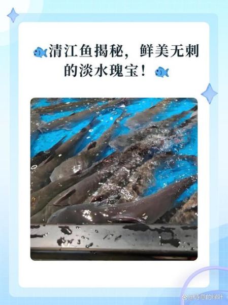 鮰鱼和清江鱼哪个好吃_鮰鱼清江鱼口感区别-第3张图片-山城妙识