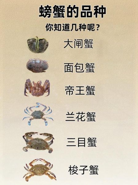 螃蟹种类及名称_如何区分常见蟹类-第3张图片-山城妙识 螃蟹种类及名称_如何区分常见蟹类-第3张图片-山城妙识