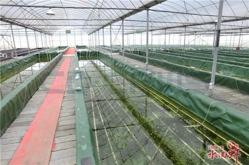 室内小龙虾养殖技术大全_新手如何开始-第3张图片-山城妙识