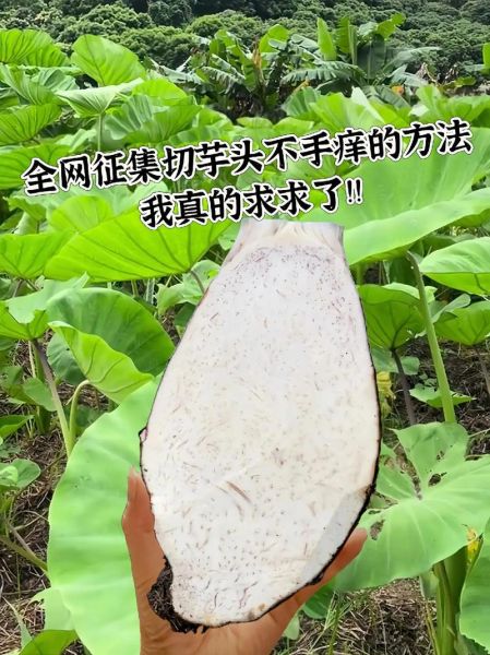 洗芋头手痒怎么办_芋头削皮后手痒怎么快速止痒-第2张图片-山城妙识