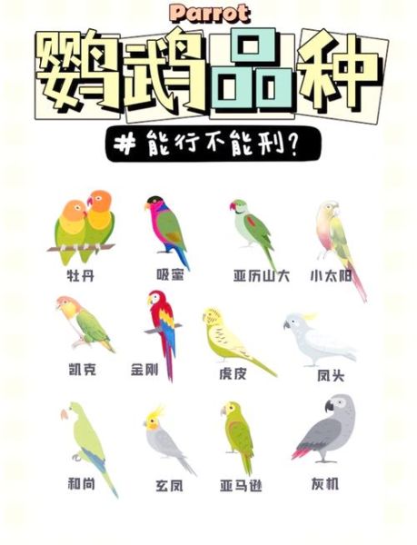 鹦鹉养多久才认主人_新手多久能被鹦鹉认可-第2张图片-山城妙识