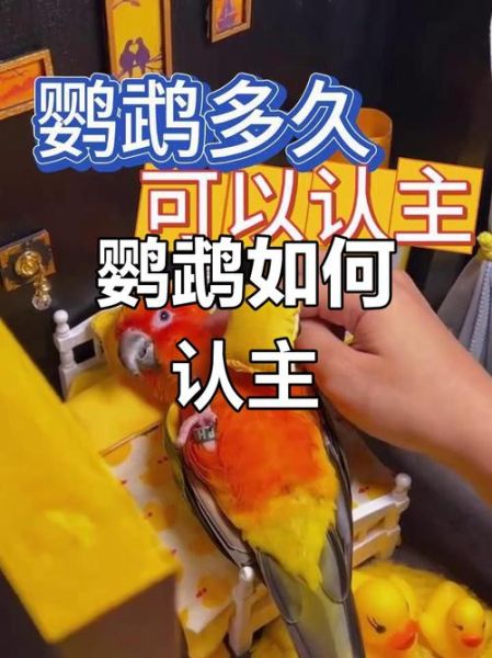 鹦鹉养多久才认主人_新手多久能被鹦鹉认可-第1张图片-山城妙识