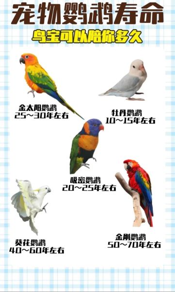 鹦鹉养多久才认主人_新手多久能被鹦鹉认可-第3张图片-山城妙识
