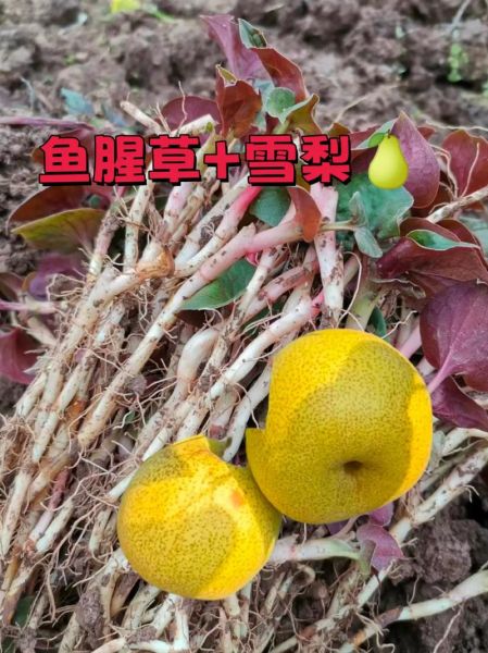 鱼腥草怎么泡水喝_鱼腥草的正确使用方法-第1张图片-山城妙识