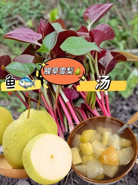 鱼腥草怎么泡水喝_鱼腥草的正确使用方法-第3张图片-山城妙识