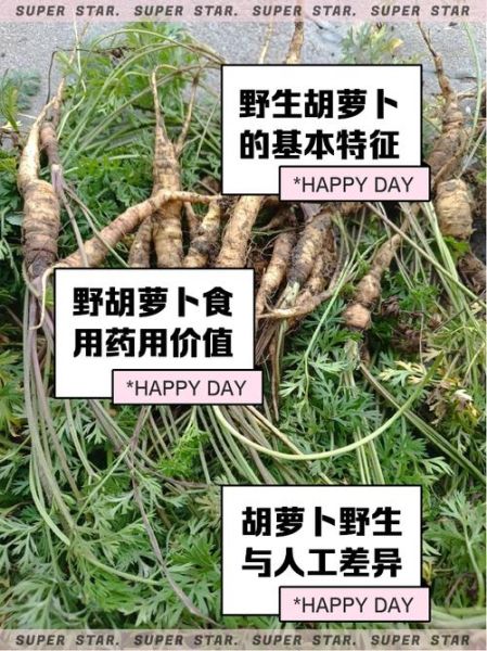 胡萝卜的功效与作用有哪些_胡萝卜的营养价值高吗-第3张图片-山城妙识