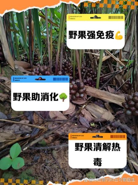 草果的功效与作用禁忌_孕妇能吃吗-第2张图片-山城妙识