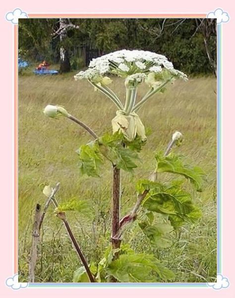 白芷敷脸有什么副作用_白芷敷脸过敏怎么办-第1张图片-山城妙识