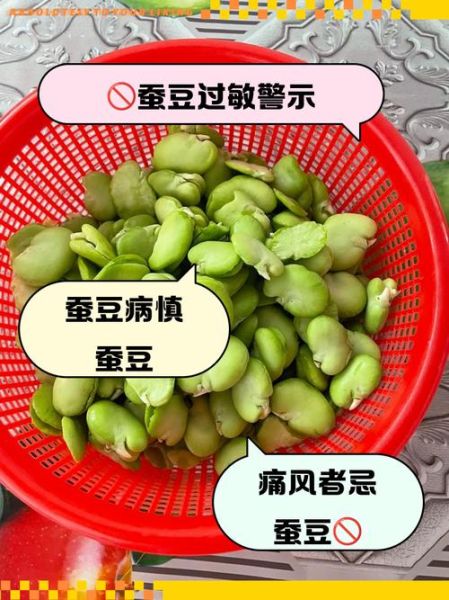 蚕豆不适合什么人吃_蚕豆病能吃吗-第2张图片-山城妙识