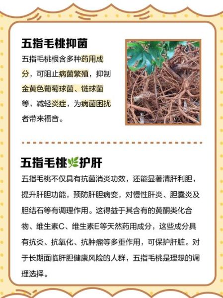 五指毛桃能治妇科炎症吗_怎么用才有效-第1张图片-山城妙识