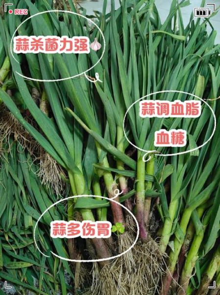 常吃大蒜的好处和坏处_每天生吃几瓣才健康-第1张图片-山城妙识