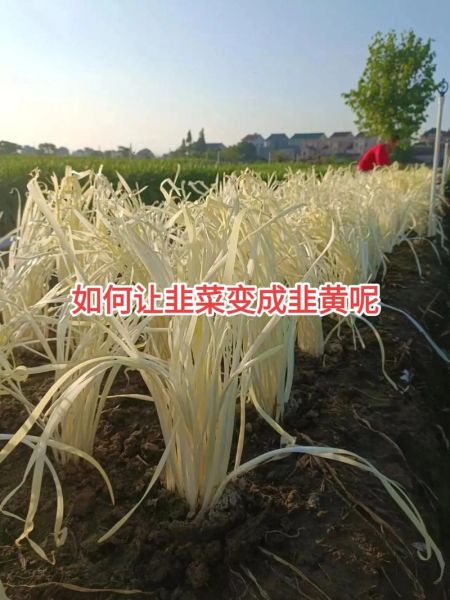 韭黄怎么种_韭黄种植方法视频-第1张图片-山城妙识