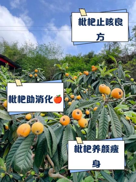 湖南土枇杷的功效与作用_湖南土枇杷怎么吃效果最好-第2张图片-山城妙识