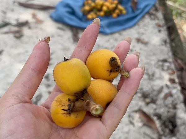 湖南土枇杷的功效与作用_湖南土枇杷怎么吃效果最好-第3张图片-山城妙识