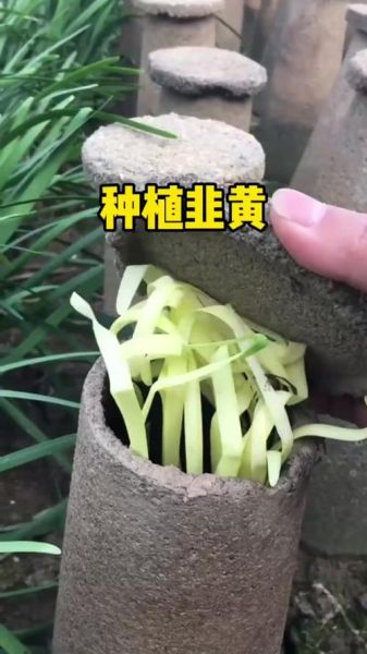 韭黄怎么种_韭黄种植方法视频-第2张图片-山城妙识
