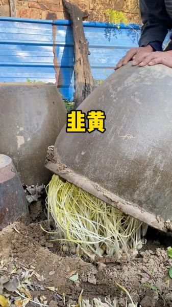 韭黄怎么种_韭黄种植方法视频-第3张图片-山城妙识