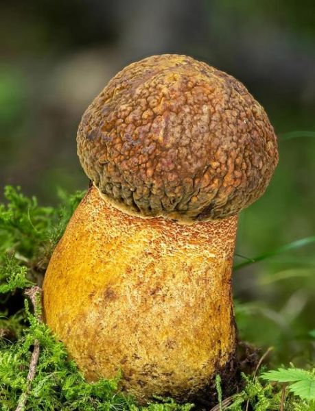 牛肚菌和牛肝菌的区别_如何一眼分辨-第1张图片-山城妙识