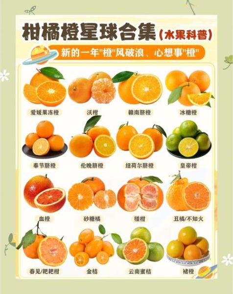 橙子是几月份的当季水果_橙子什么时候最好吃-第1张图片-山城妙识