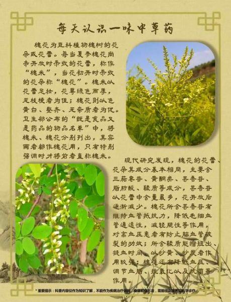 槐树花有什么功效_槐花怎么吃效果最好-第1张图片-山城妙识 槐树花有什么功效_槐花怎么吃效果最好-第1张图片-山城妙识