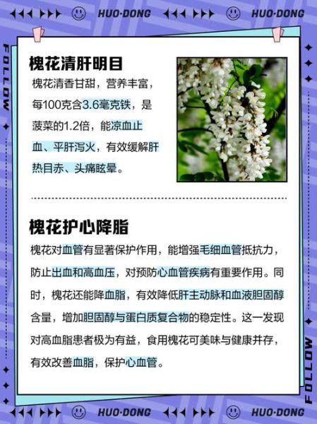 槐树花有什么功效_槐花怎么吃效果最好-第2张图片-山城妙识 槐树花有什么功效_槐花怎么吃效果最好-第2张图片-山城妙识