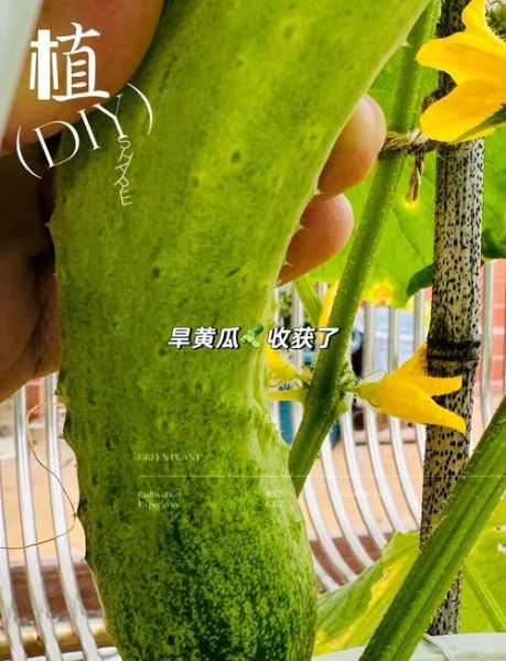 旱黄瓜图片_旱黄瓜怎么种植-第1张图片-山城妙识