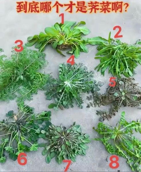 荠菜有几个品种_荠菜品种图片怎么区分-第1张图片-山城妙识 荠菜有几个品种_荠菜品种图片怎么区分-第1张图片-山城妙识