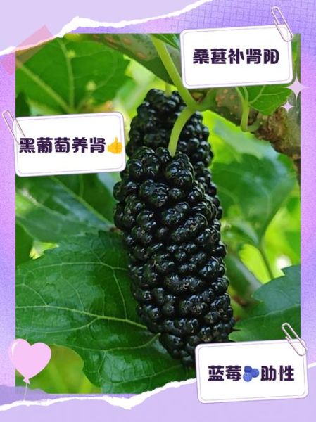 男人壮阳吃什么水果_男人必吃的十大壮阳水果-第2张图片-山城妙识