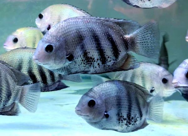 菠萝鱼图片高清_菠萝鱼怎么养-第3张图片-山城妙识