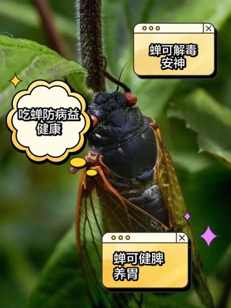 知了的营养价值_知了的功效与作用-第3张图片-山城妙识