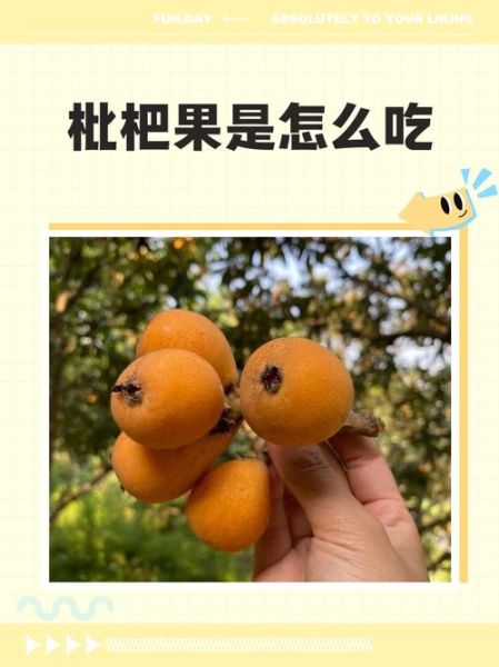 枇杷怎么吃治咳嗽_枇杷止咳的正确吃法-第2张图片-山城妙识 枇杷怎么吃治咳嗽_枇杷止咳的正确吃法-第2张图片-山城妙识