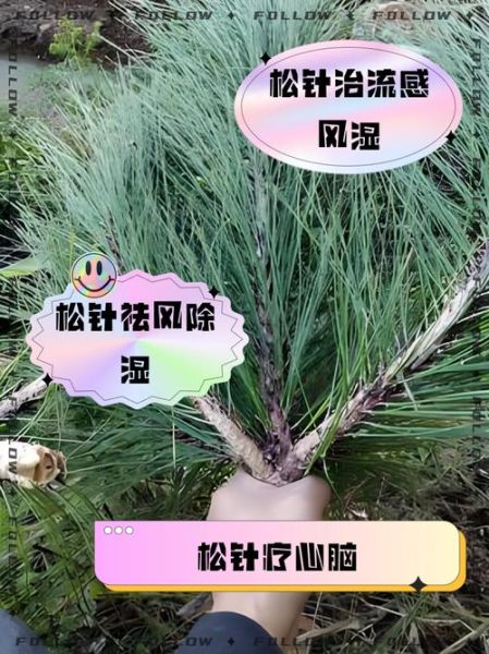 松针的功效与作用_松针怎么吃-第1张图片-山城妙识 松针的功效与作用_松针怎么吃-第1张图片-山城妙识