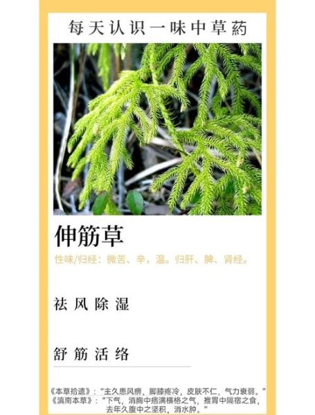 祛湿最厉害的中草药材有哪些_怎么选-第2张图片-山城妙识