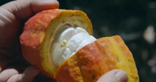 自制巧克力牛奶怎么做_自制巧克力牛奶比例-第2张图片-山城妙识