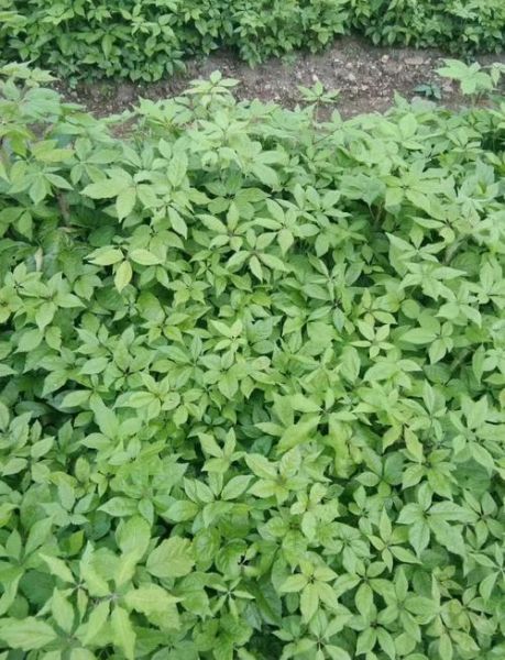 刺五加图片长什么样_刺五加植物图片如何辨别真假-第2张图片-山城妙识