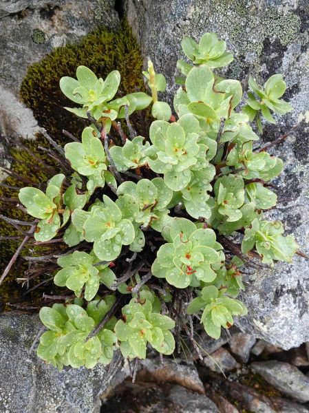 红景天多少钱一斤_红景天价格为什么差别大-第2张图片-山城妙识