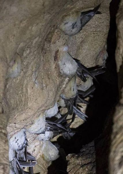 燕窝是怎么形成的_金丝燕筑巢全过程揭秘-第1张图片-山城妙识