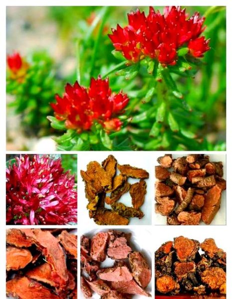 红景天多少钱一斤_红景天价格为什么差别大-第1张图片-山城妙识