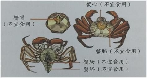 螃蟹哪些部位不能吃_螃蟹不能吃的部位图解精图-第2张图片-山城妙识