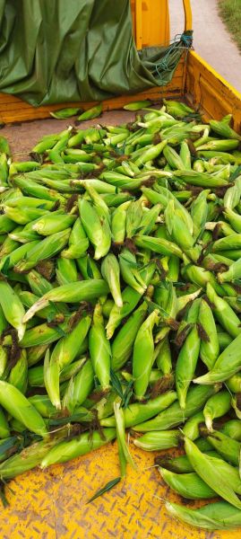 玉米图片高清_如何拍摄玉米细节特写-第1张图片-山城妙识