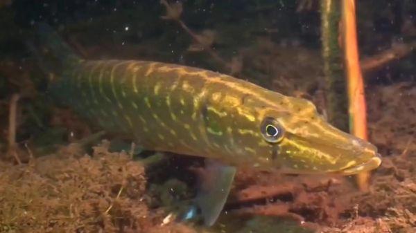 狗鱼为什么叫狗鱼_狗鱼名字的由来-第1张图片-山城妙识 狗鱼为什么叫狗鱼_狗鱼名字的由来-第1张图片-山城妙识