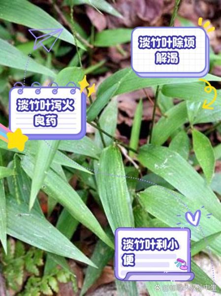 淡竹叶的功效与作用_淡竹叶泡水喝有什么禁忌-第1张图片-山城妙识