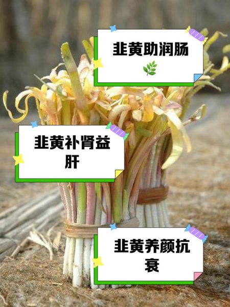 韭黄的功效与作用_韭黄什么人不能吃-第3张图片-山城妙识