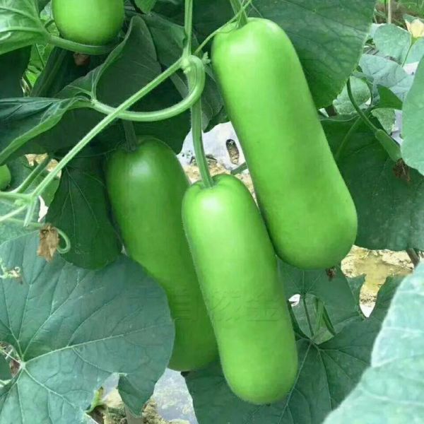 蒲瓜怎么挑选_蒲瓜图片大全-第3张图片-山城妙识