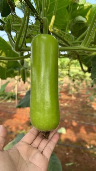 蒲瓜怎么挑选_蒲瓜图片大全-第1张图片-山城妙识